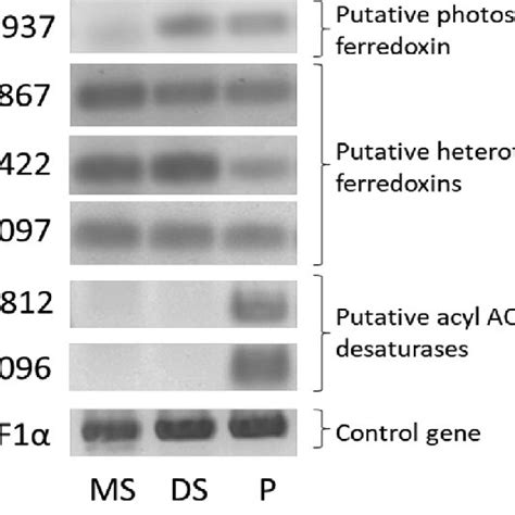Phylogenetic Analysis Of Heterotrophic And Photosynthetic Ferredoxins Download Scientific