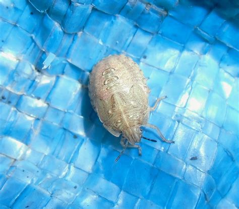 東京23区内の虫 2 オオクロカメムシ