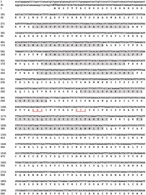 Nucleotide And Deduced Amino Acid Sequences Of Bdchs2 Cdna From Download Scientific Diagram