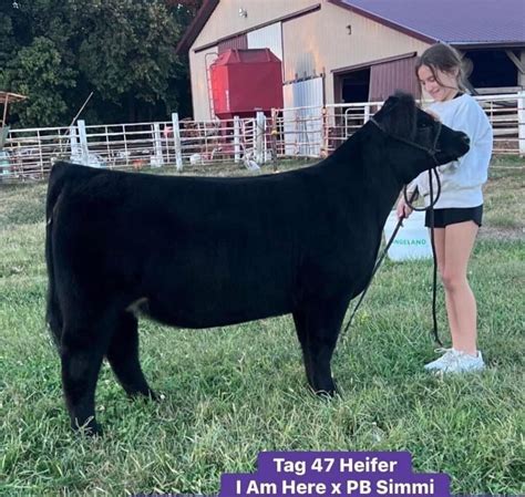 Calf Sale Fallwinter Bull Lease Sale Semen Offering And Embryo Offering Closes Soon On Sc