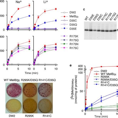 Revertants A Melibiose Fermentation E Coli Dw2 ⌬ Lacy ⌬ Lacz