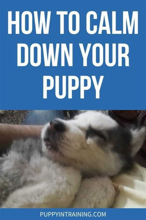 How To Calm Down A Puppy Puppy In Training