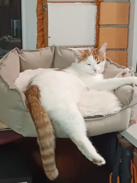 Пропала кошка Орехово Зуевский район СНТ Окраина Кошечка в ошейнике серого цвета кличка Белка