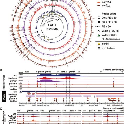Localization And Characteristics Of Parb Chip Seq Peaks A
