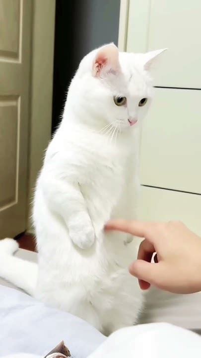 Cute Cat 😍😺😍 Youtube