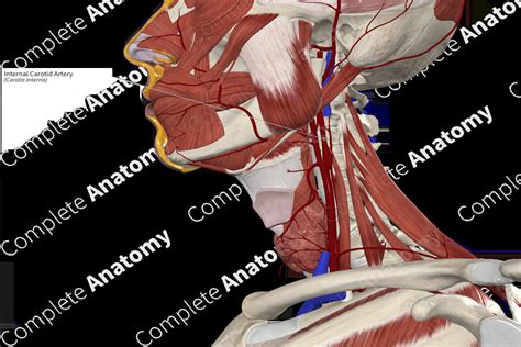 Internal Carotid Artery Complete Anatomy