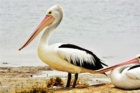 Pelican Photograph By Nicholas Christiansen