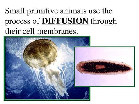 Animals Are Multicellular Eukaryotic Heterotrophs Without Cell