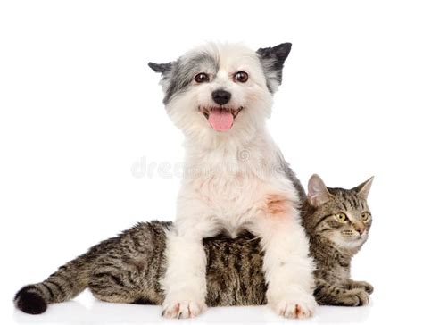 Hond En Kat Samen Op Witte Achtergrond Stock Foto Afbeelding