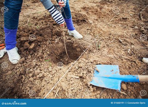 Planting Tree On Field Stock Image Image Of Ready Nature