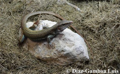 Aspidoscelis Angusticeps Angusticeps Anfibios Y Reptiles Del Estado De