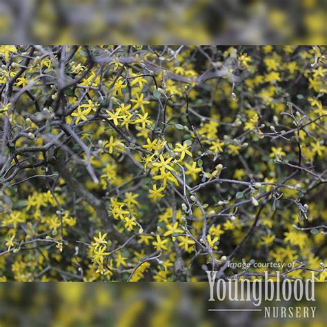 Corokia Cotoneaster 3gal Cornell Farm