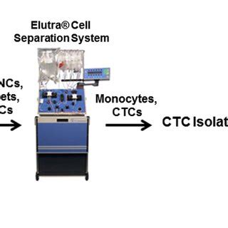 Illustration Showing Potential Applications Of CTCs Following Isolation Download Scientific