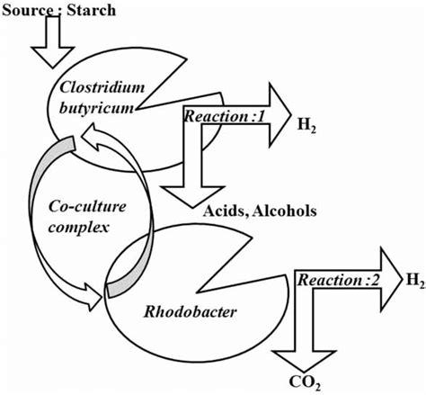 The Conceptual Model Of The Co Culture System In Comparison With