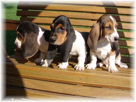 Basset Hound Puppies For Sale In Michigan Petsidi