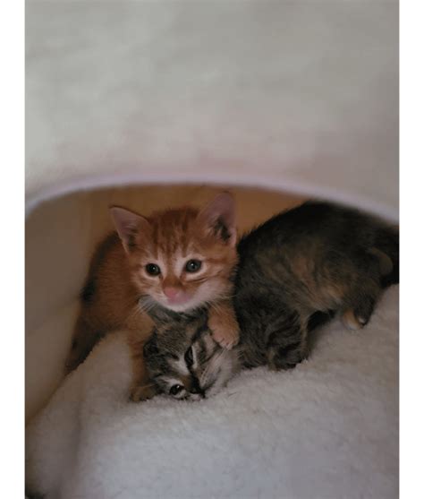Two Cuties Rkittens