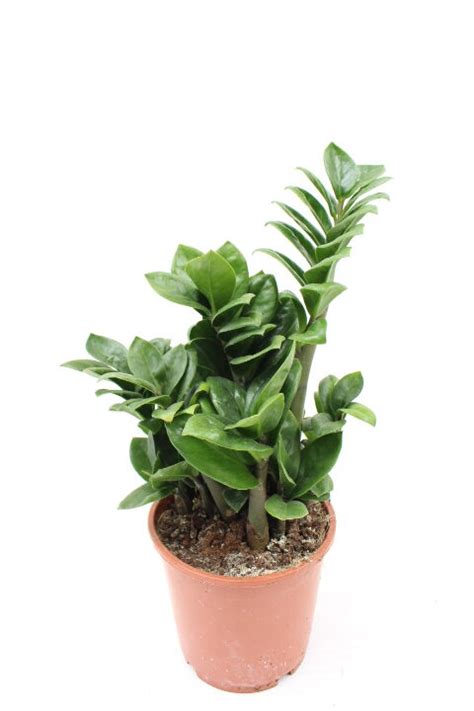 Zamiokulkas Zenzi - Plantsforyou