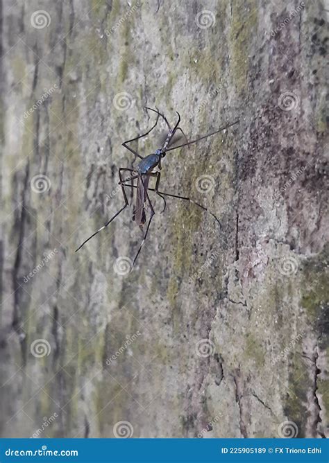 An Insect On The Teak Tree Stock Image Image Of Water 225905189