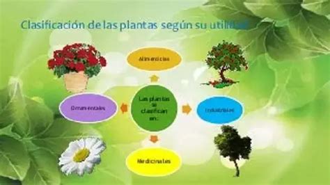 Clasificación Plantas Tipos de plantas según su utilidad 2025