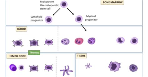 Induced Innate And Adaptive Immunity Lecture POST WORK Flashcards Quizlet