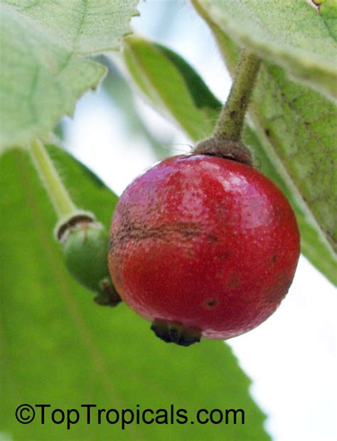 Jam Fruit Tree In English At Thomas Lintz Blog