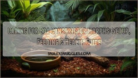 Boa Constrictor Vs Python Key Differences Habitats And Care