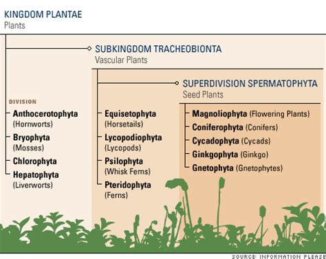 Kingdom Plantae Divisions