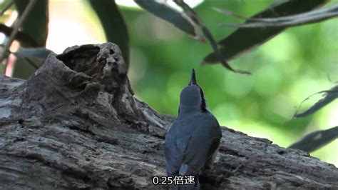 Sitta Europaea Youtube