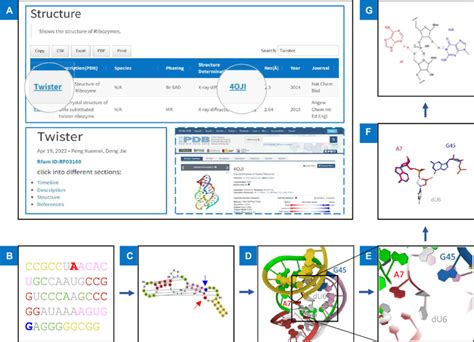 An Example Of The Use Of Ribocentre Take The Twister Ribozyme As An