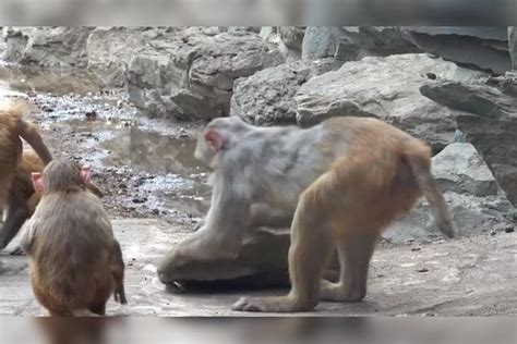 猴子爷爷带领子孙后代考古寻宝，小猴崽子还真寻到一件，如获至宝