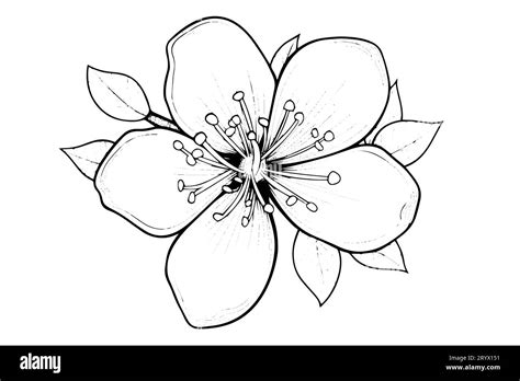 Cherry Blossom Hand Drawn Ink Sketch Sakura In Engraving Style Vector