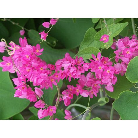 Jual Tanaman Bunga Air Mata Pengantin Pink Bunga Air Mata Pengantin