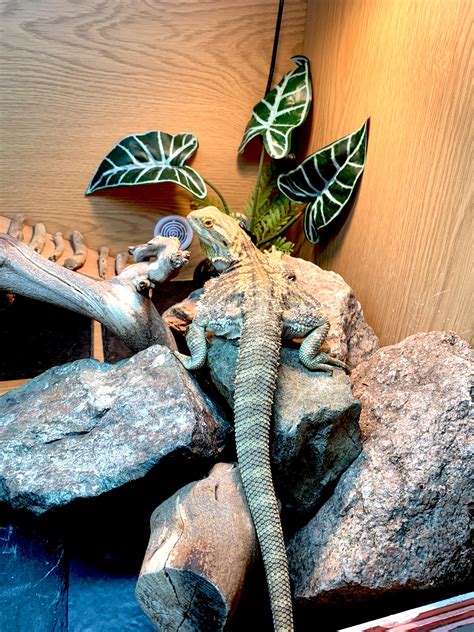 Does My Bum Look Big In This Rbeardeddragons