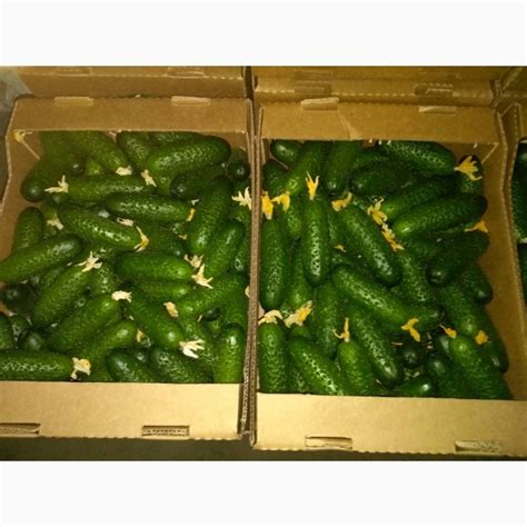 Продам огурцы свежие купить огурцы свежие Киев — Agro Ukraine