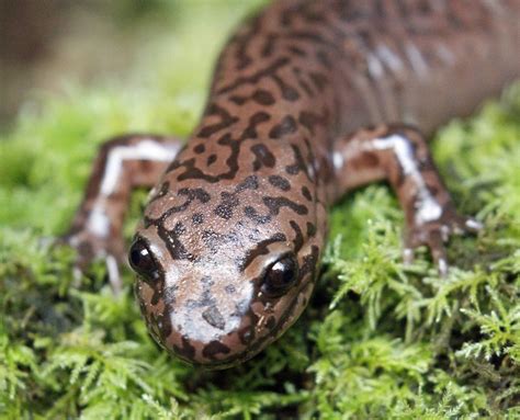 Pacific Giant Salamander