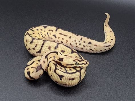 Leopard Bumble Bee Ball Python By Cv Exotics Inc