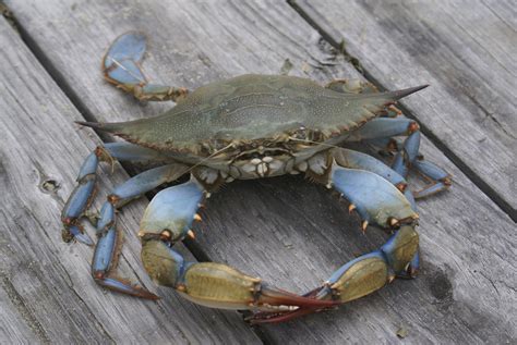 Baltimore Crab Fest 2024 Evvie Wallis