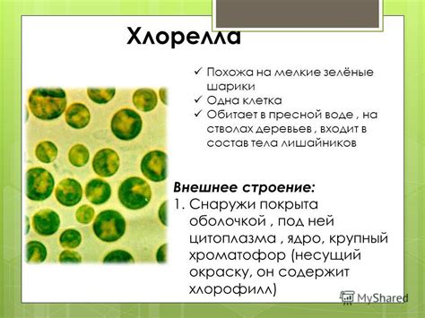 Презентация на тему Отдел Зелёные водоросли Одноклеточные зелёные