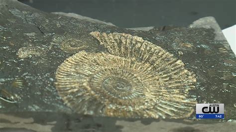 Golden Fossils Reveal New Secrets Provide Clues To Jurassic
