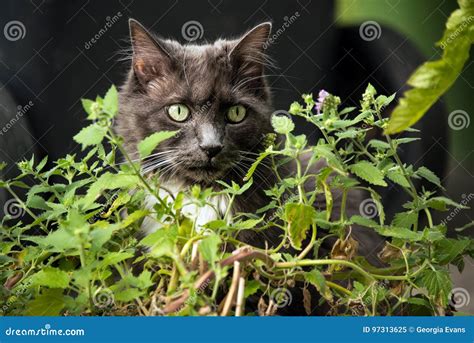 Gray Cat With Green Eyes Loves To Eat The Catnip Plant Stock Image