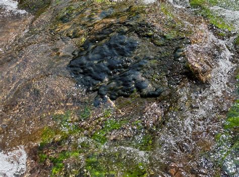 Blue Green Algae Government Of Nova Scotia Canada