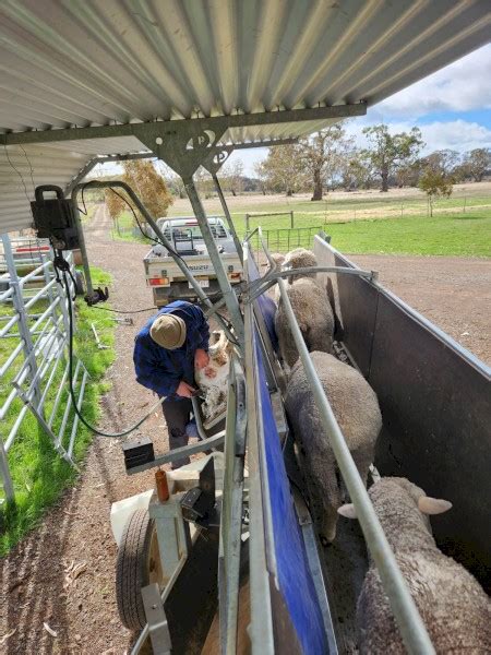 Contract Sheep Crutching Farm Tender