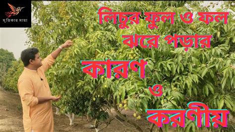 লিচুর ফুল ও ফল ঝরালিচুর গুটি ঝরলে করণীয়flower And Fruit Dropping