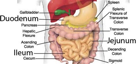 The Duodenum Science Online