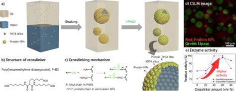 由油包水 Pickering 乳液模板化的胶囊，用于酶封装 Journal Of Colloid And Interface Science