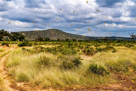 Collision Detection In A Swarm — Biological Strategy — Asknature