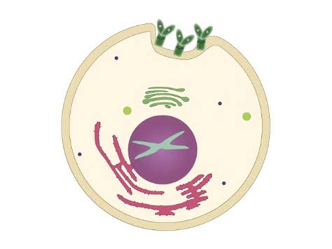 Video Cell Surface Biotinylation Assay