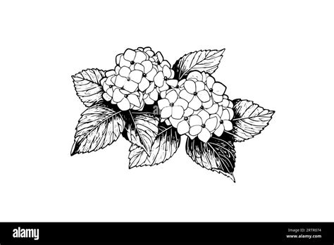 Hand Drawn Ink Sketch Hydrangea Flowers Vector Illustration In