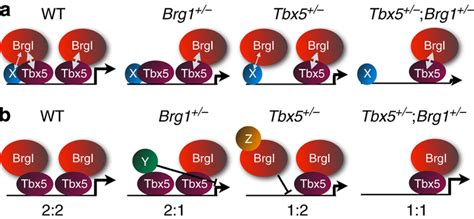 Models For The Interaction Between Dna Binding Transcription Factors Download Scientific