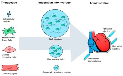 Research Progress In Enzymatically Cross Linked Hydrogels As Injectable Systems For Bioprinting